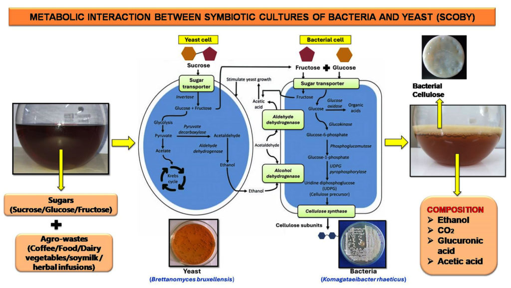 Plausible Avenues and Applications of Bioformulations from Symbiotic ...