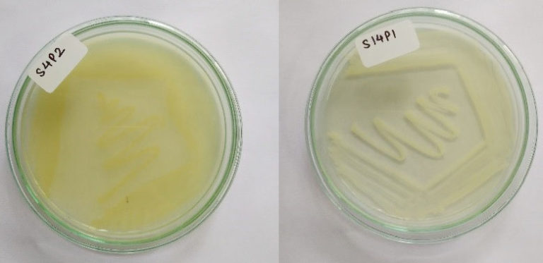 Isolation, Characterization and Optimization of Indigenous Petrol ...