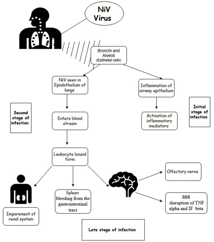 A Comprehensive Review of Nipah Virus: From Epidemics to Approaches of ...