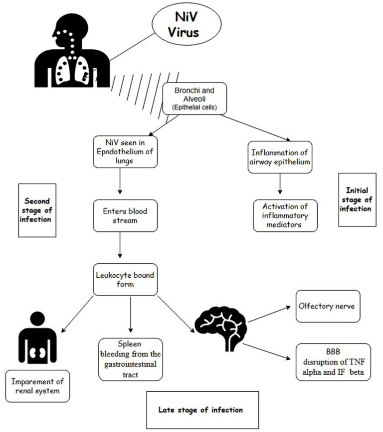 A Comprehensive Review of Nipah Virus: From Epidemics to Approaches of ...