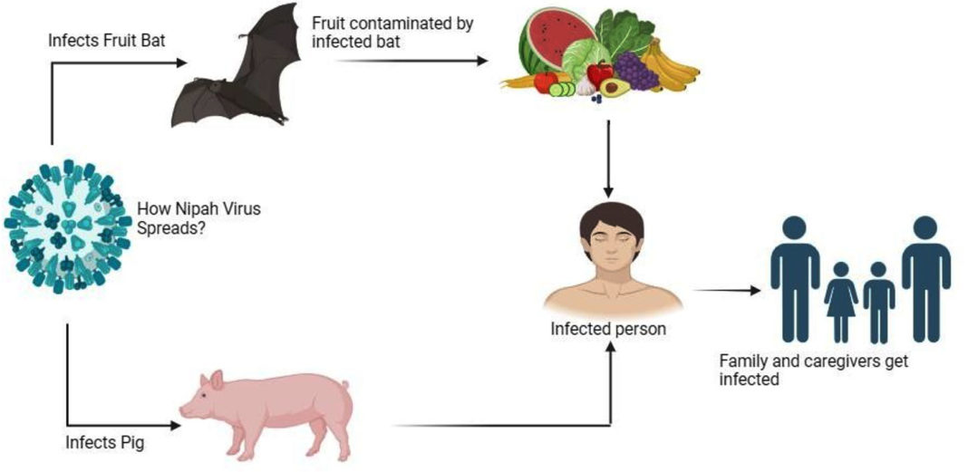 A Comprehensive Review of Nipah Virus: From Epidemics to Approaches of ...