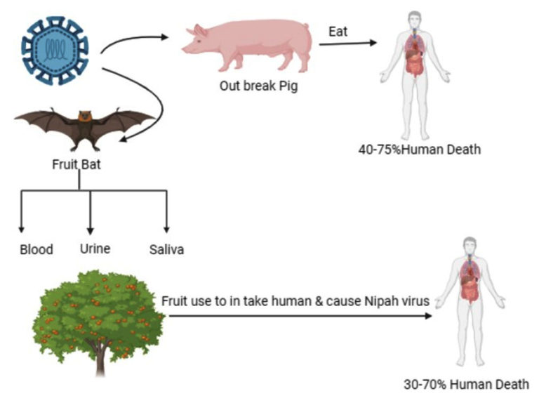 A Comprehensive Review of Nipah Virus: From Epidemics to Approaches of ...