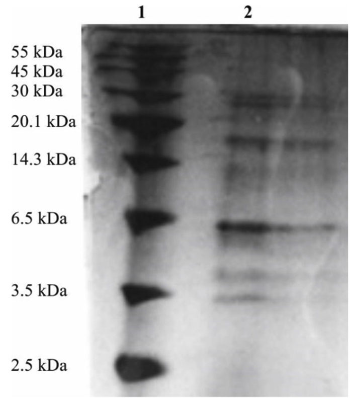 Isolation And Characterization Of Bacteriocin Producing Levilactobacillus Brevis Strain Abriinw