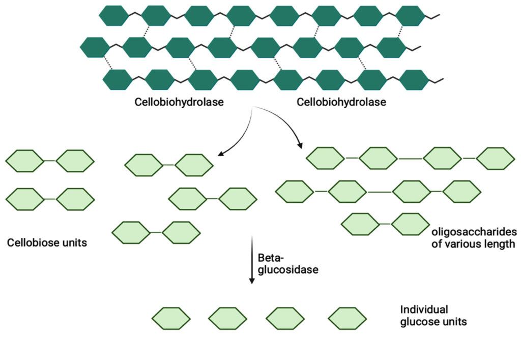 Microbial Cellulase Production: Current Technologies and Future Prospects - Journal of Pure and ...