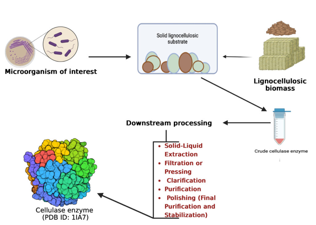 Microbial Cellulase Production: Current Technologies and Future ...