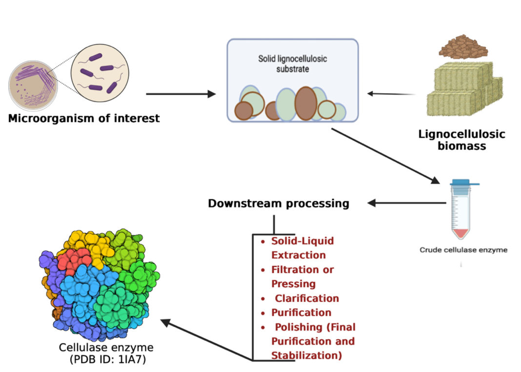 Microbial Cellulase Production: Current Technologies and Future ...
