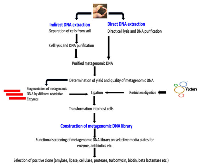 The Prospect of Gene Exploitation through Soil Metagenomics - Journal ...