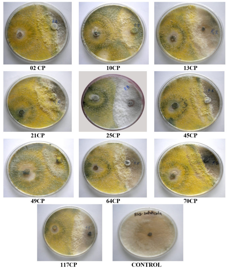 Effect of Various pH Levels on the Growth and Sporulation of ...