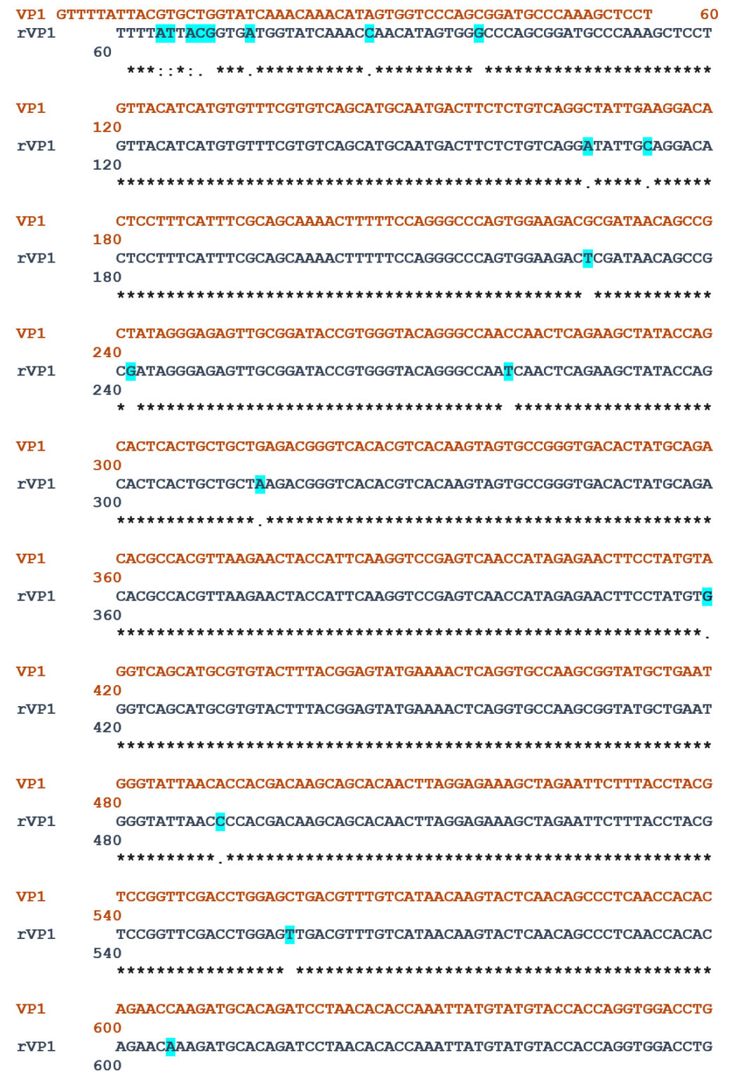 In vitro Production and Characterization of a Recombinant Viral Protein ...