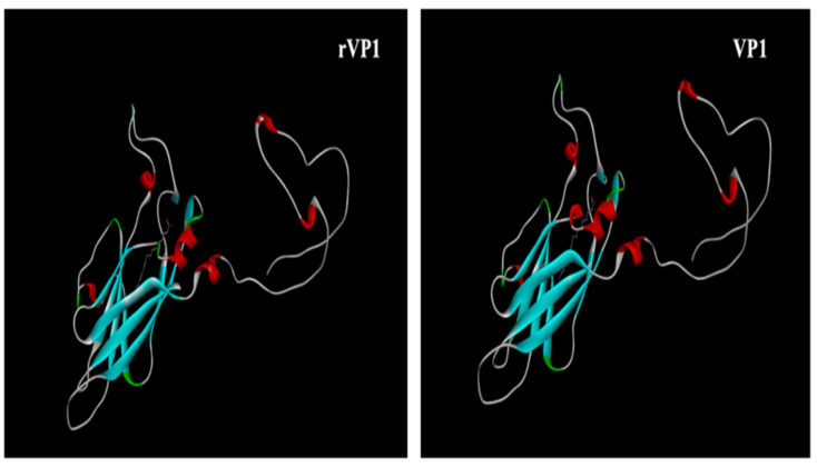 In vitro Production and Characterization of a Recombinant Viral Protein ...