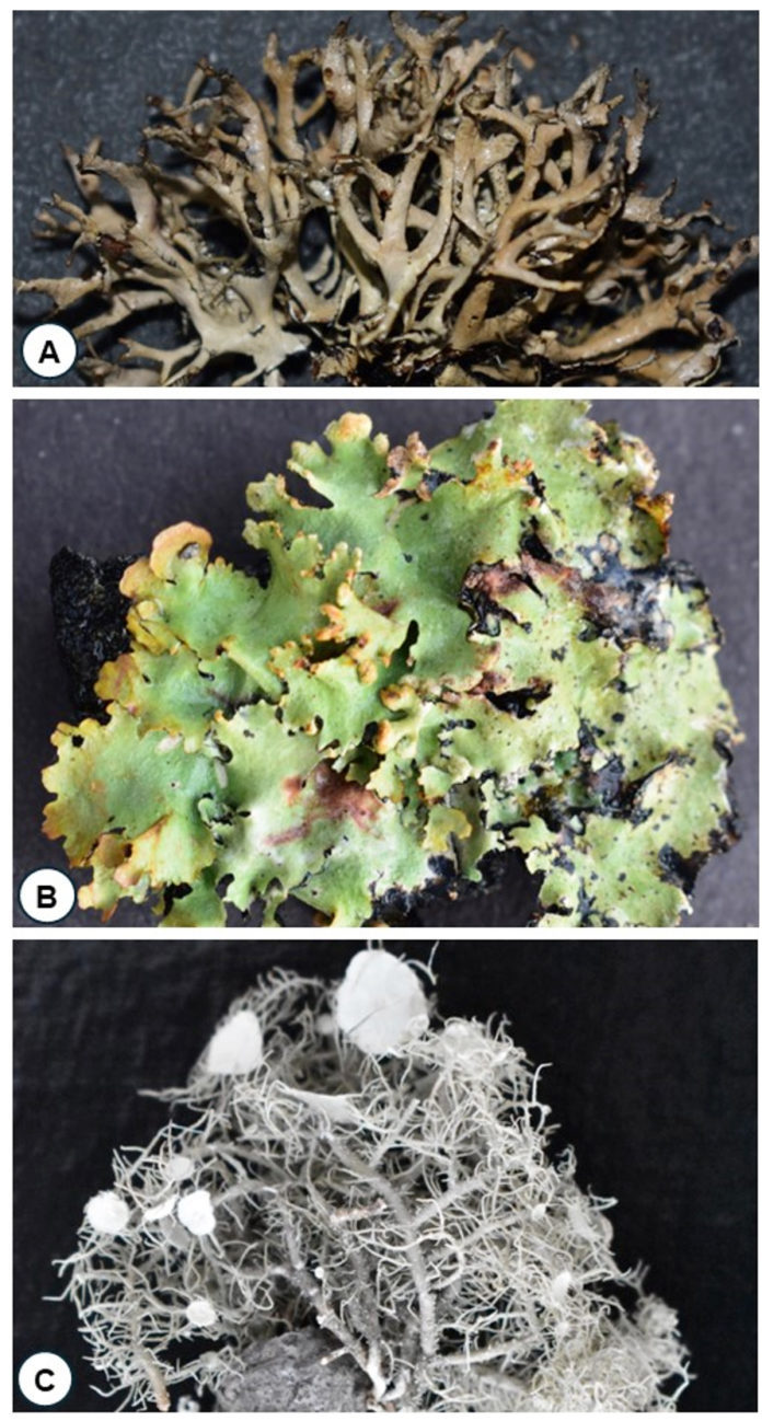 Phytochemical Investigation, Antioxidant and Antimicrobial Activities ...