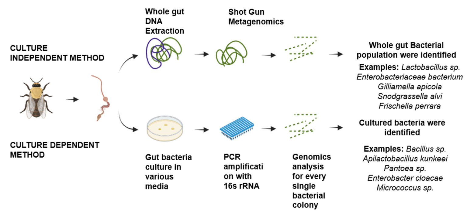 The Role of Honeybee Gut and Honey Microbiome in Sustainable Bee and ...