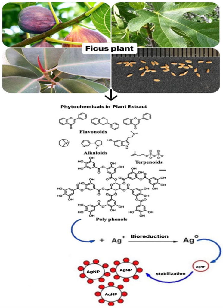 Ficus Plant-Mediated Silver Nanoparticles: Synthesis, Optimization, Characterization, and ...