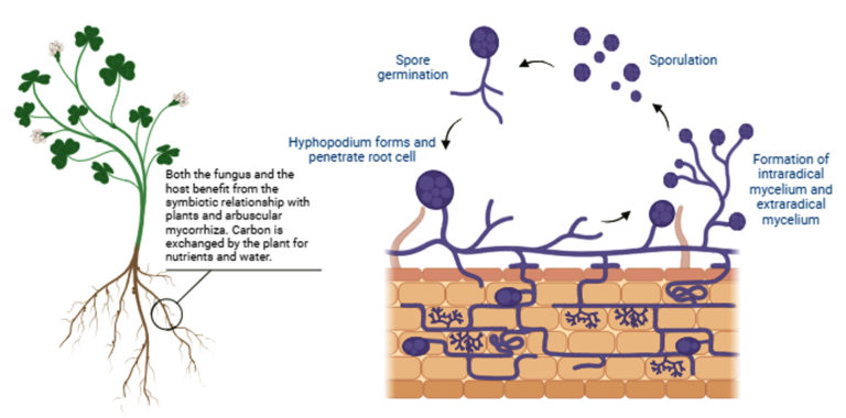 Arbuscular Mycorrhizal Fungi: Insights into Methods for Inoculum ...