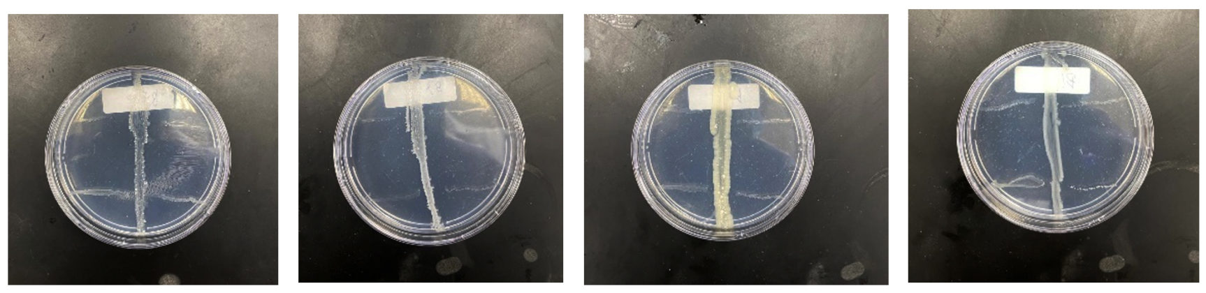 Characterization of Antimicrobial Properties of Bacillus spp. Isolated ...