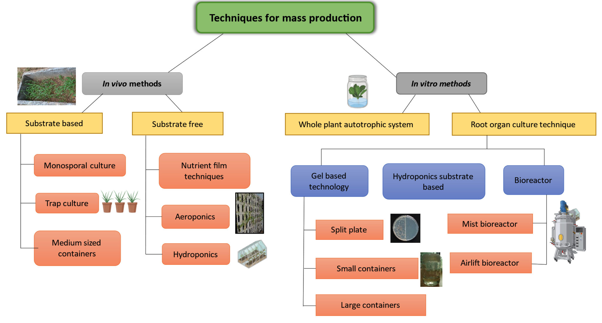 Arbuscular Mycorrhizal Fungi: Insights into Methods for Inoculum ...