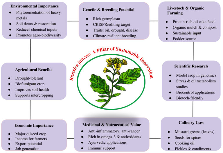 Pioneering Biofertilization: Advanced Zinc Solubilizing Bacteria Use as ...