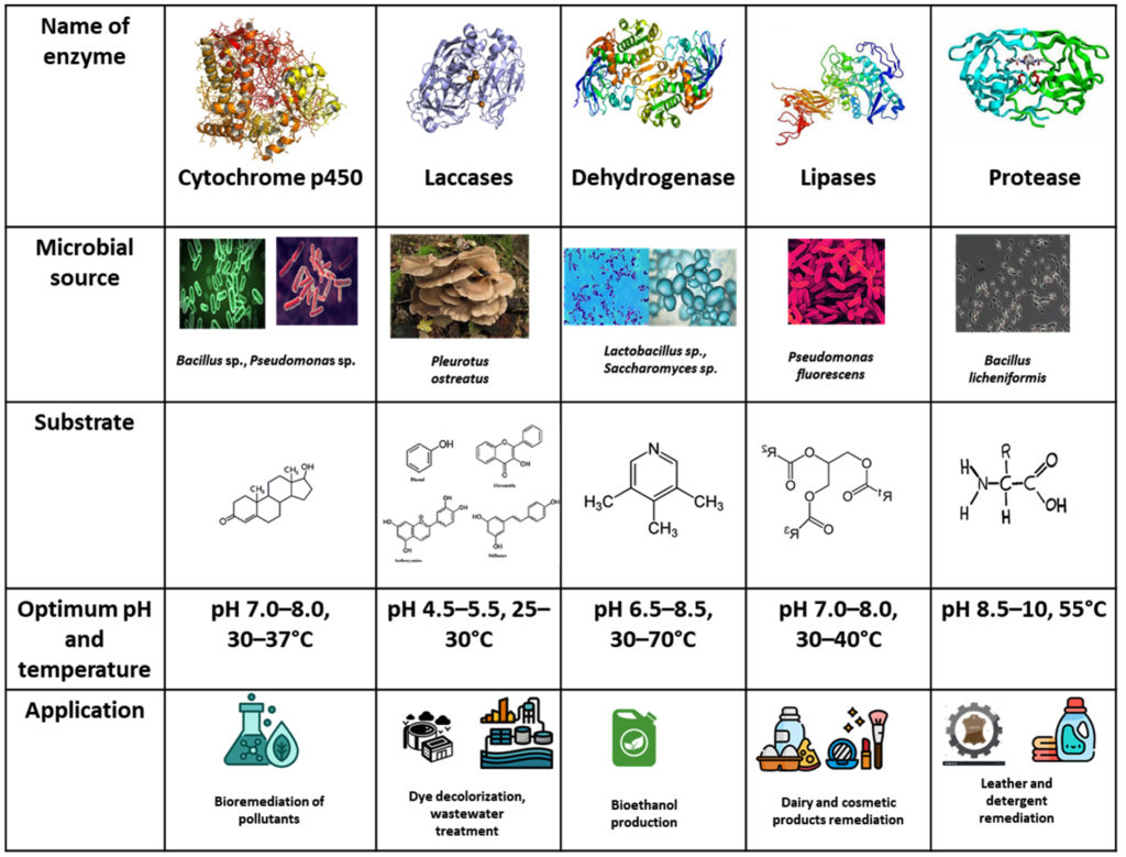 Biocatalysts for Change: Microbial Enzymes as a Sustainable Solution to ...