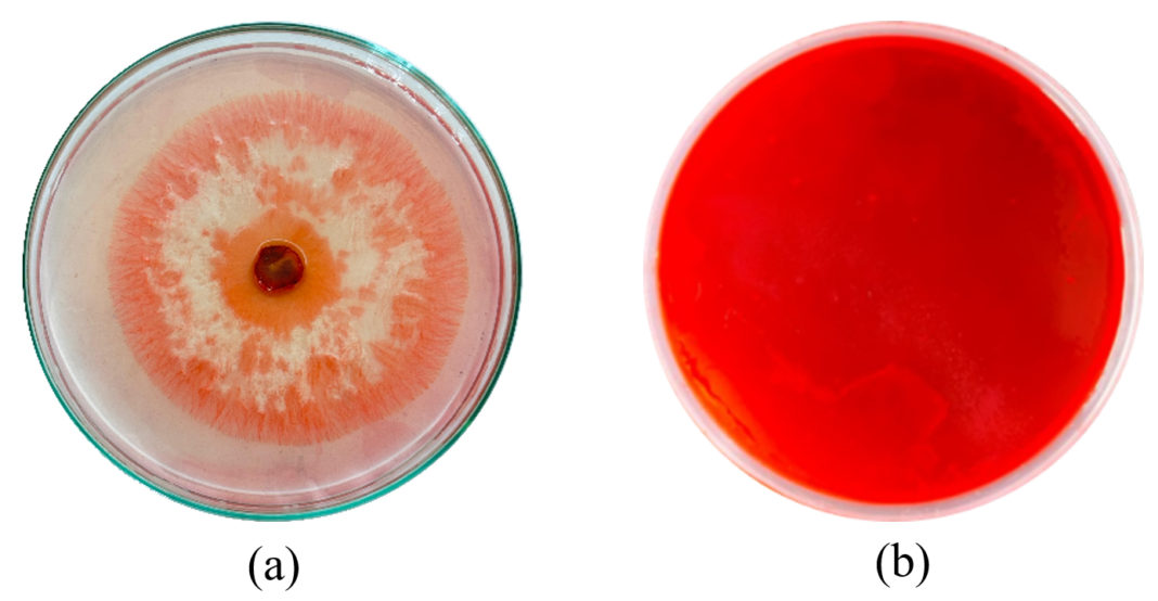 Synergistic Application of Trichoderma asperellum and Biochar in ...