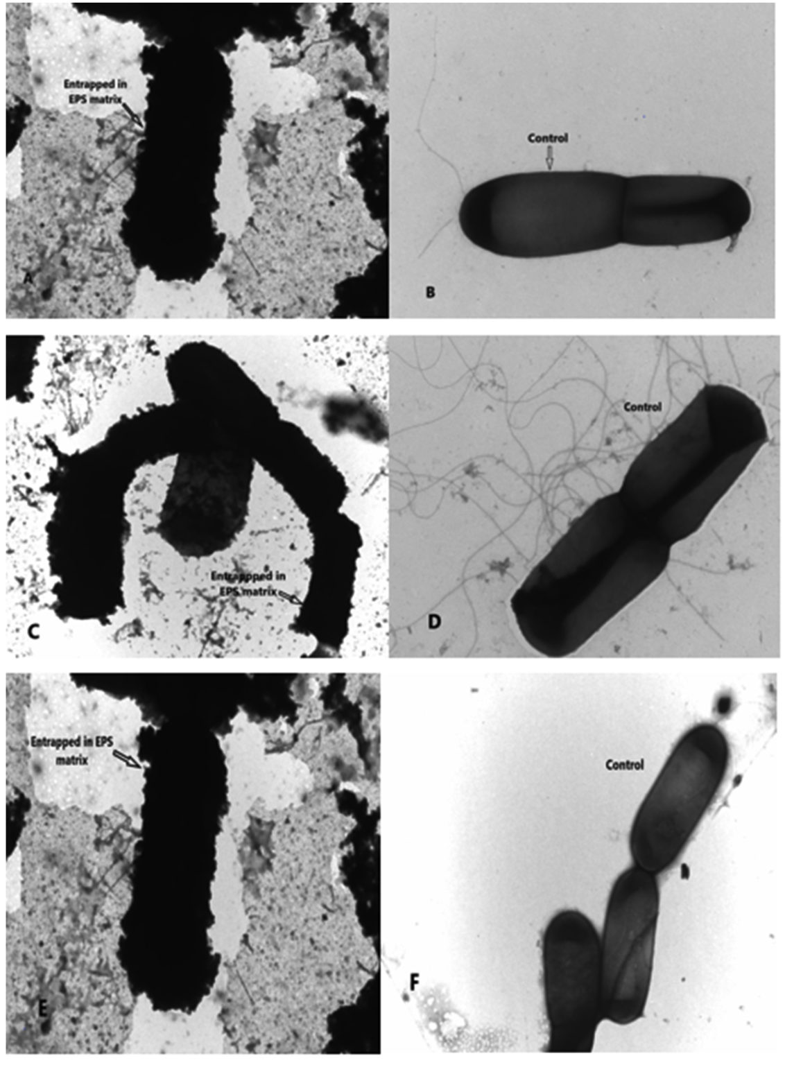 Bioremediation of Sewage Water by Three Extracellular Polymeric ...