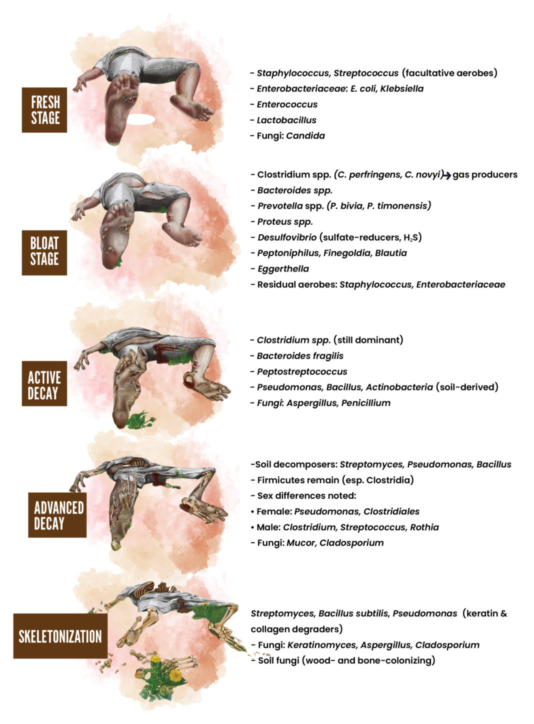 Application of Microbiome in Forensics: A Critical Review - Journal of ...