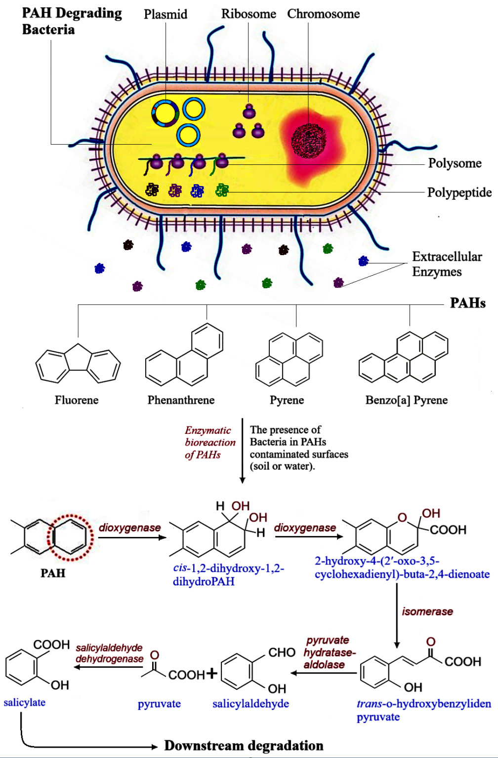Environmental Impacts, Health Risks, and Biodegradation Strategies of ...