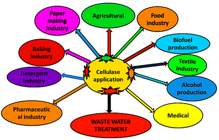Screening, Analysis, and Purification of Unique Cellulase from Bacillus ...