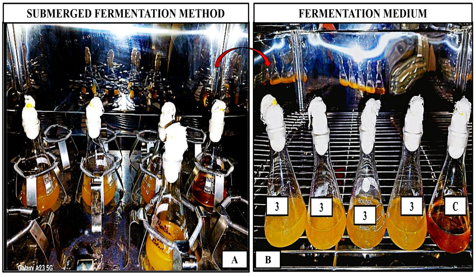 Screening, Analysis, and Purification of Unique Cellulase from Bacillus ...