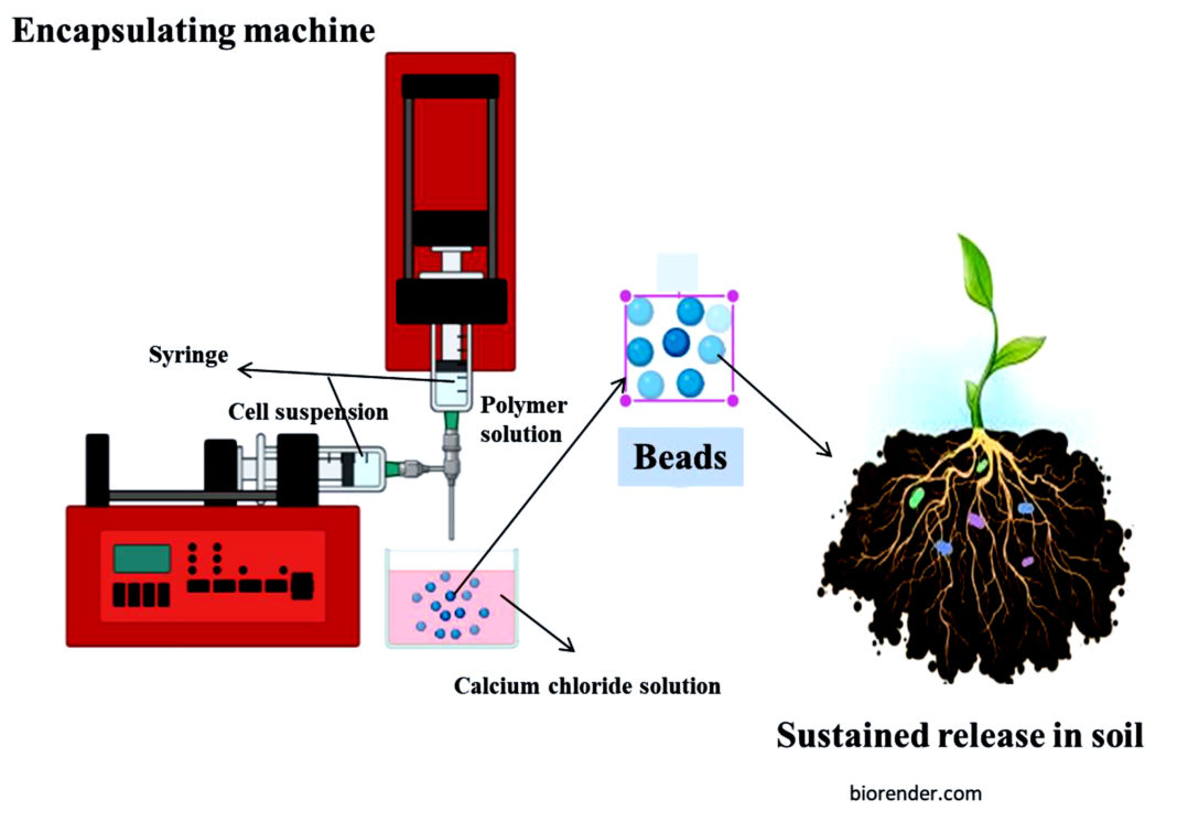 Formulation Breakthroughs: The Key to Tackling Biofertilizer Shelf Life ...