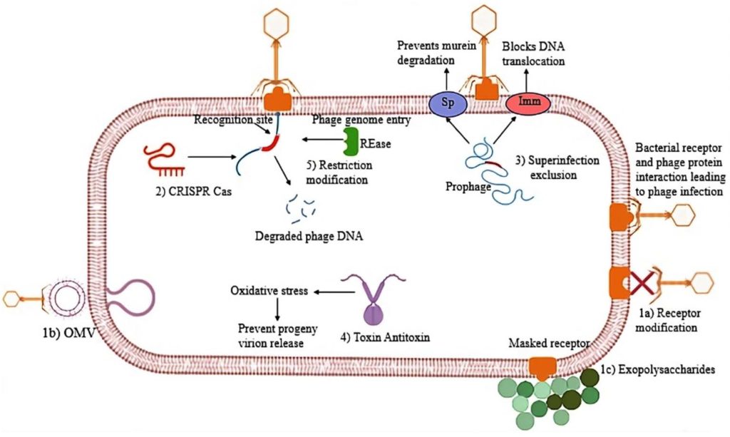 Bacteriophage-Host Dynamics: Structural Basis, Receptor Interactions ...