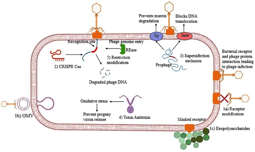 Bacteriophage-Host Dynamics: Structural Basis, Receptor Interactions ...